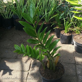 Jual Tanaman hias pohon dollar Zamioculcas zamiifolia Zamio Zamia ...