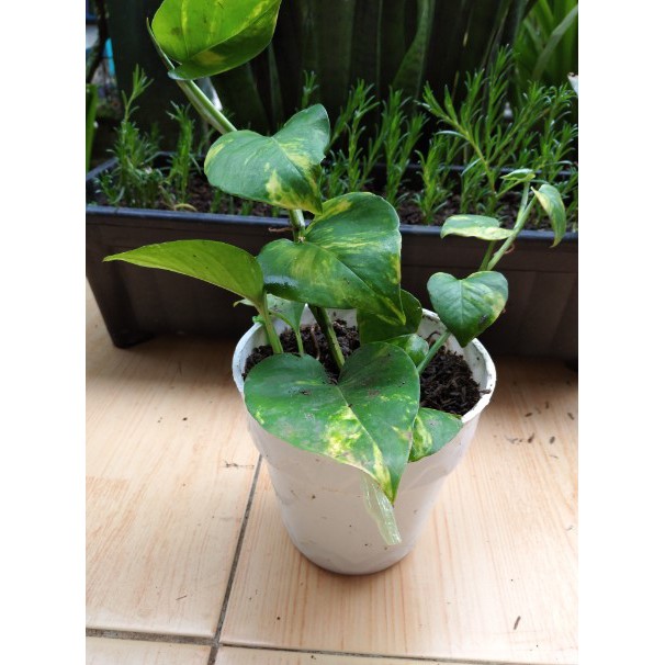 Jual SIRIH GADING BELANDA VARIEGATA / TANAMAN HIAS | Shopee Indonesia