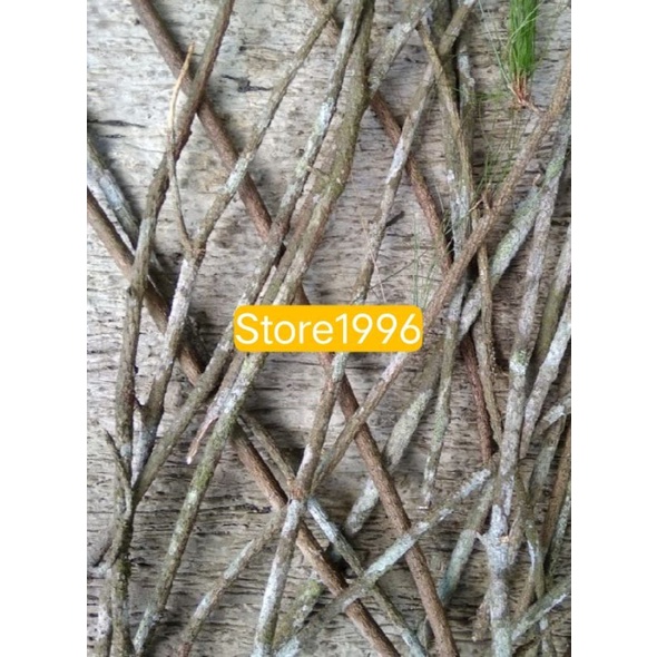 Jual Ranting pohon Pinus per 10 batang P 40 cm | Shopee Indonesia