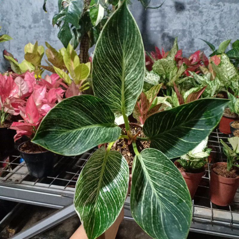 Jual tanaman Philo birkin | Shopee Indonesia