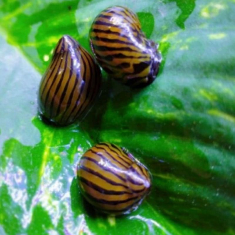 Jual keong turbo dan tanduk atau campur (request) | Shopee Indonesia