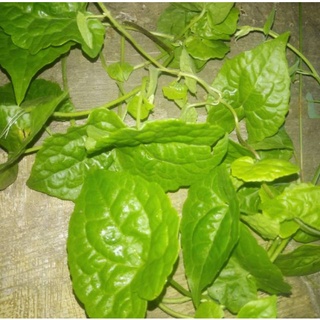 Jual DAUN SEMBUNG RAMBAT SEGAR 1KG MURAH OBAT HERBAL OBAT TRADISIONAL ...