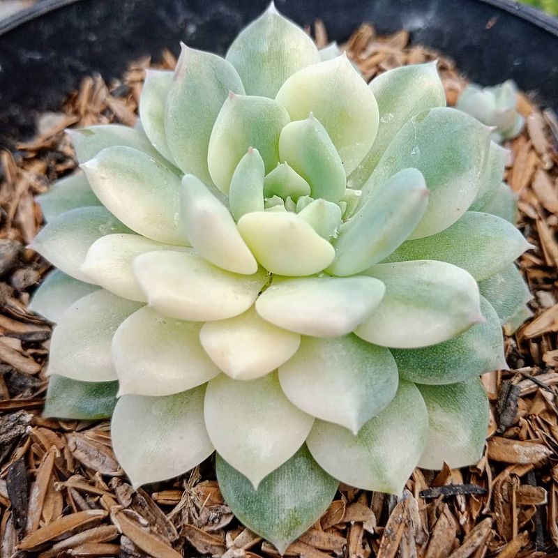 Jual Sukulen Sekulen Echeveria Prolifica Variegata " anting ratu ...