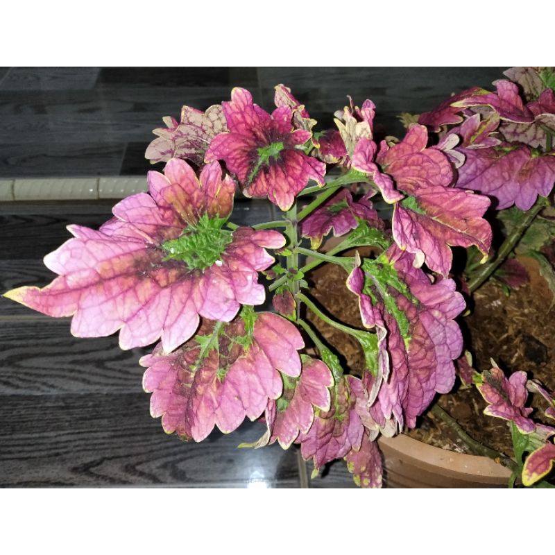 Jual miana PinK, jawer kotok, | Shopee Indonesia