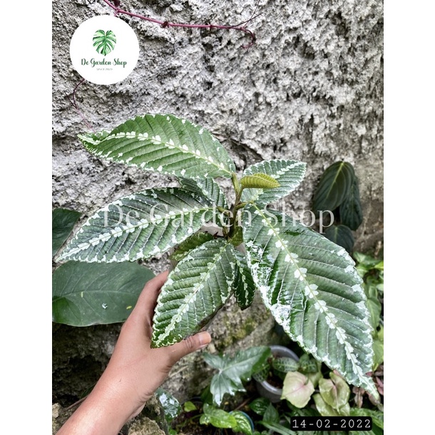 Jual leea zippeliana sp tanaman (real pict) | Shopee Indonesia