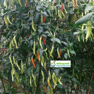 Jual Benih Cabe Cabai Rawit SIGANTUNG Tipe Merunduk Warna Putih Merah ...