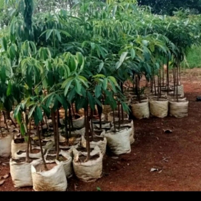 Jual bibit pohon pule tingggi 2 meter | Shopee Indonesia