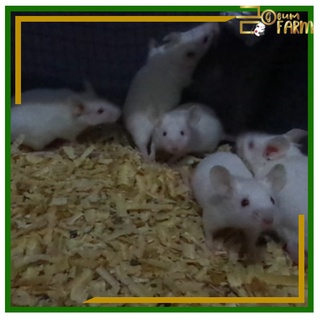Jual Mencit INDUKAN DEWASA Paket Tikus Putih (1 Jantan + 4 Betina ...