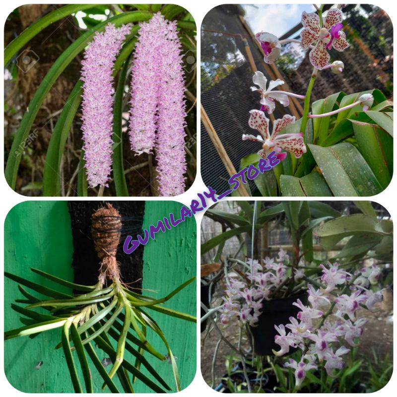 Jual Paket Hemat Murah Anggrek Vanda Mini, Kuku Macan, Ekor Tupai ...