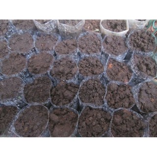 Jual Plastik Semai Polibag Bening Uk. 6 X 8cm - 1Pack.1000Pcs | Shopee ...