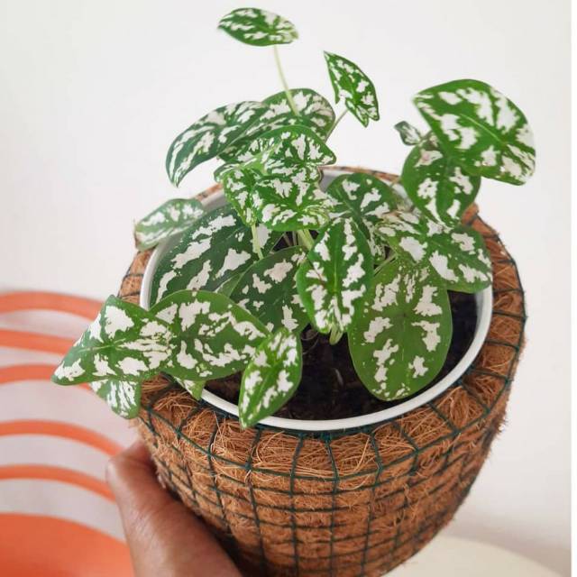 Produk NADIA CRAFT | Shopee Indonesia