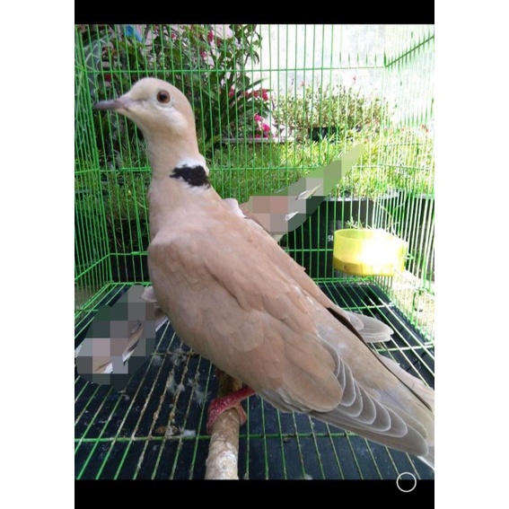 Jual Burung Puter Pelung murah | Shopee Indonesia