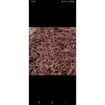 Jual cacing lur Harga Terbaik & Termurah September 2022 | Shopee Indonesia