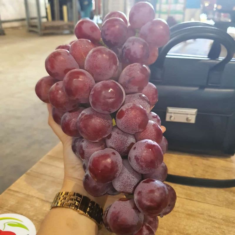 Jual Buah anggur merah red globe rrc | Shopee Indonesia