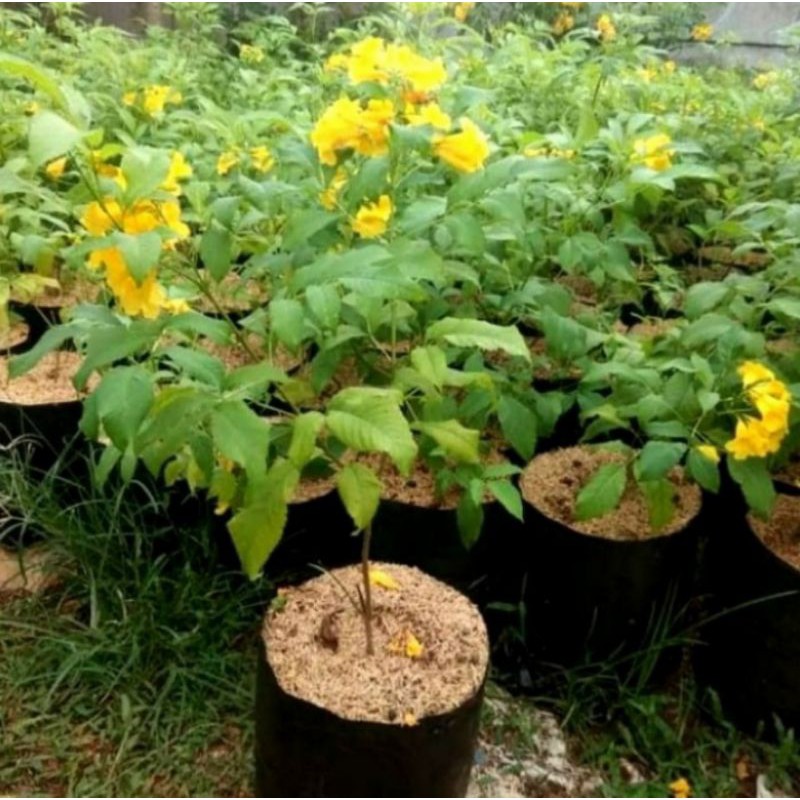 Jual Pohon Tecomaria Bunga Kuning Tanaman Hias Pohon Bunga Tekomaria ...
