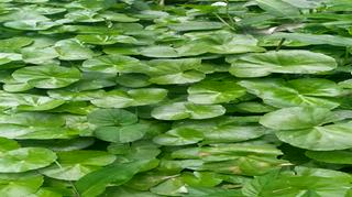 Jual daun antanan pegagan Tampa akar pohon antana daun antana pegagan ...