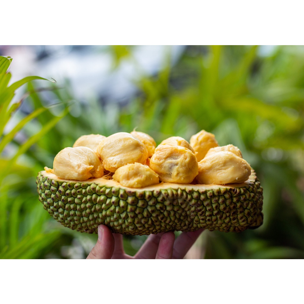 Jual Bibit Tanaman Buah Cempedak Madu Unggulan | Shopee Indonesia Jual Bibit Tanaman Buah Cempedak Madu Unggulan | Shopee Indonesia