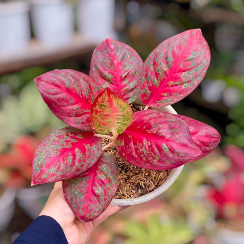 Jual Aglaonema red stardust Tanaman Aglonema Red Stardust ratudaun ...