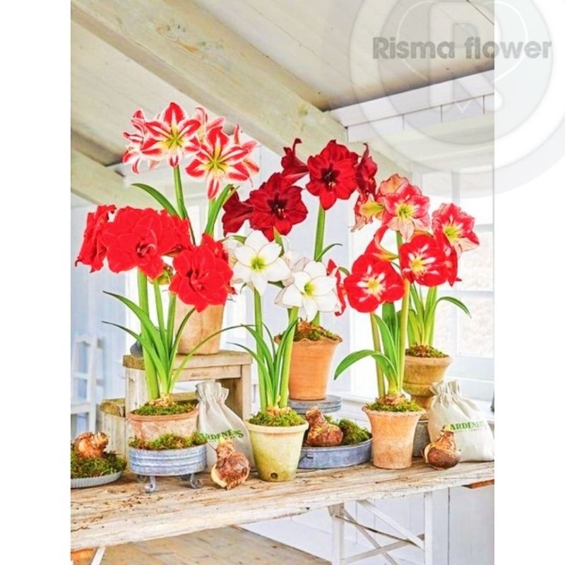 Jual Paket 6 tanaman hias pohon Bakung amarilis super cantik / bunga ...