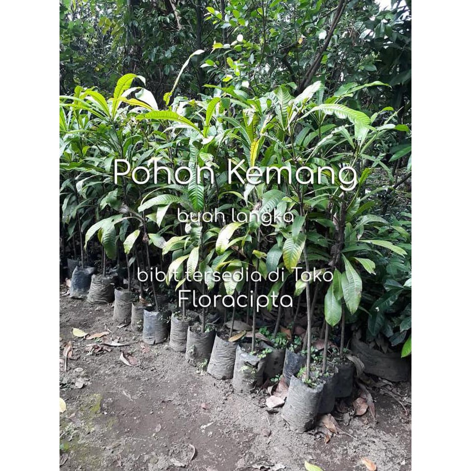 Jual Pohon Kemang Bibit Tanaman Buah Kemang Langka K7I | Shopee Indonesia