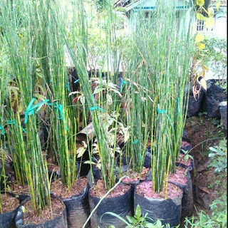Jual Tanaman hias hidup Bambu air / tanaman lidi air - tanam hoki ...