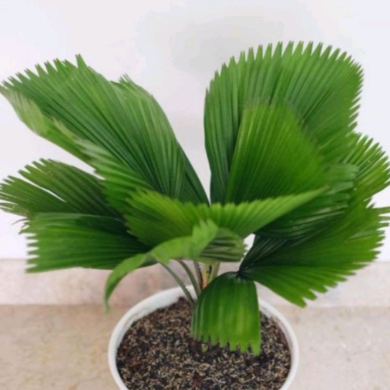 Jual tanaman hias pohon palem kipas/tanaman hias bibit tanaman palem ... Jual tanaman hias pohon palem kipas/tanaman hias bibit tanaman palem ...