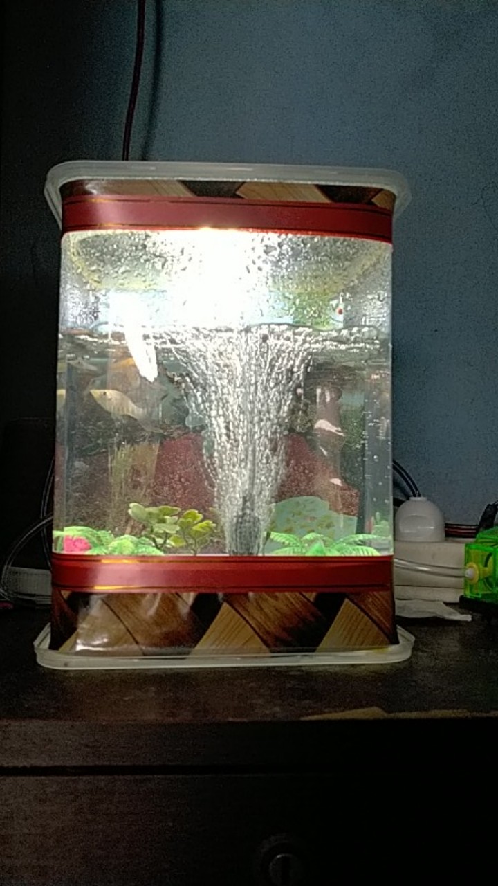 Aquarium mini petak/kotak | Shopee Indonesia