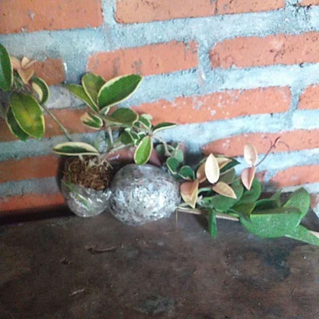 Tanaman Bunga Hoya pink parigata | Shopee Indonesia
