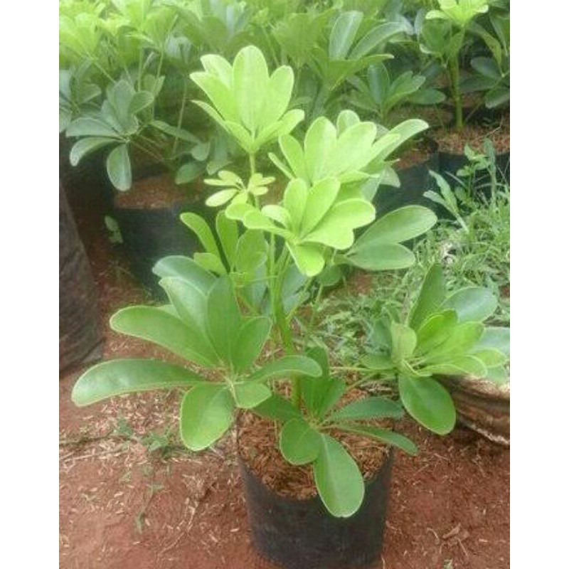 Jual Tanaman hias walisongo daun hijau bagus untuk di halaman rumah ...