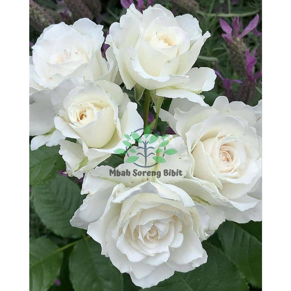 Jual Bibit Mawar Putih / Mawar Merah RANDOM. HARGA PAKET ISI 2, Berat ...
