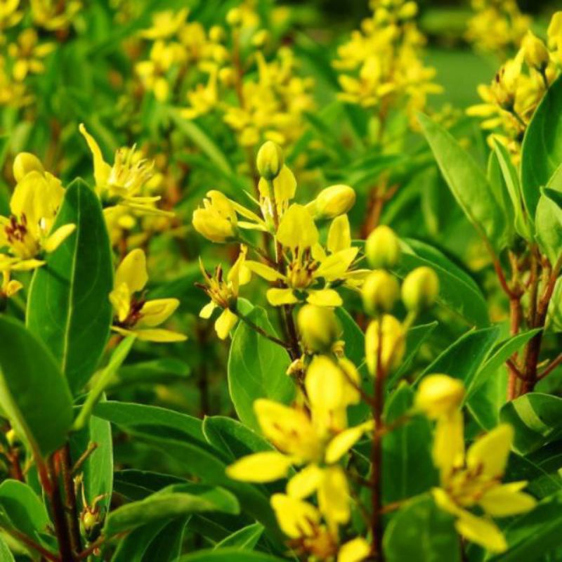 Jual Tanaman hias bunga hujan emas/golden shower/hujan emas/bunga ...