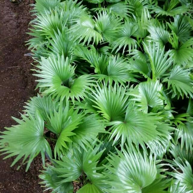 Jual Tanaman hias palm sadeng - Pohon palm bintang ready | Shopee Indonesia