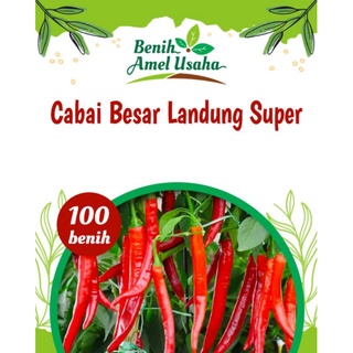 Jual Benih cabe besar merah landung isi 100 biji / benih cabe / tanaman ...