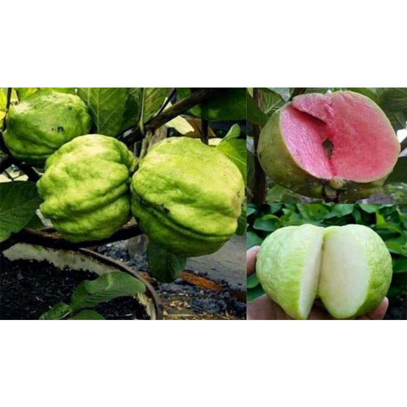 Jual PAKET HEMAT 2 BIBIT JAMBU KRISTAL MERAH DAN PUTIH SUPER MURAH ...