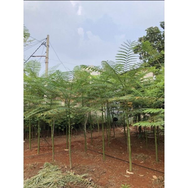 Jual pohon pakis Brazil 3 meter | Shopee Indonesia