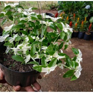 Jual Tanaman hias Gantung janda merana varigata Indonesia|Shopee Indonesia