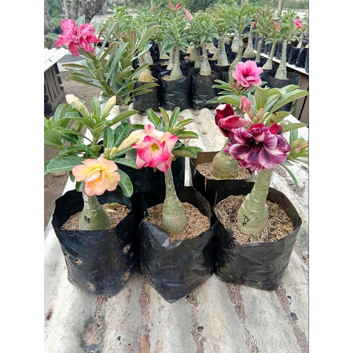 Jual Adenium Bunga Tumpuk Grafting Size A Cantik Warna Lengkap Kualitas ...