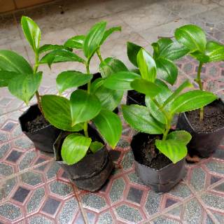 Tanaman bunga pacing pentul tanaman hias pacing pentol costus spicatus ...