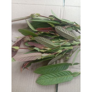 Jual Jual daun duduk 600 gram segar Indonesia|Shopee Indonesia