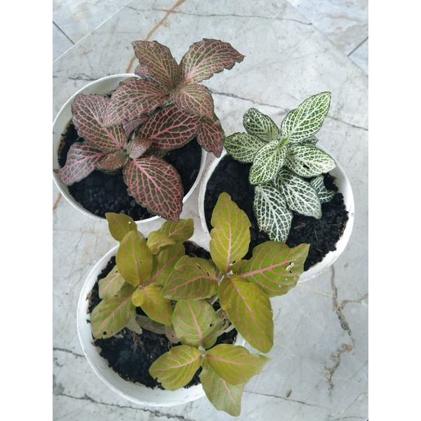 Jual Tanaman Hias_ Fittonia Paket 3 Warna | Shopee Indonesia
