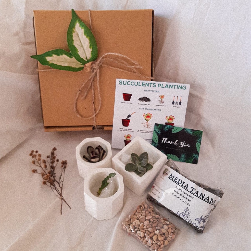 Jual Paket 3pcs Tanaman Hias Sukulen Kaktus + Batu Hias + Media Tanam ...