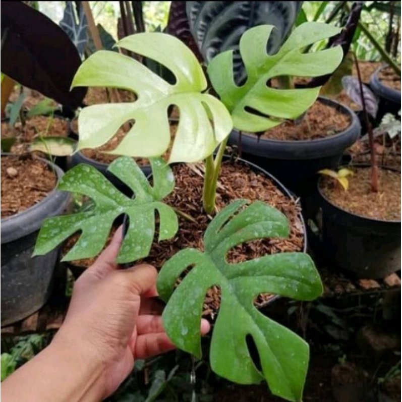 Jual Tanaman indoor monstera rhaphidophora tetrasperma - monstera mini ...