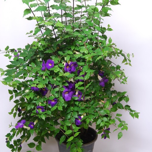 Jual Tanaman Thunbergia Erecta Bush Clock Vine | Shopee Indonesia