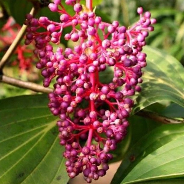 Jual Buah parijoto segar promil herbal asli muria herbal penyubur ... Jual Buah parijoto segar promil herbal asli muria herbal penyubur ...