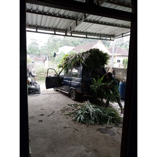 Harga tebon jagung Terbaru Des 2025 | BigGo Indonesia