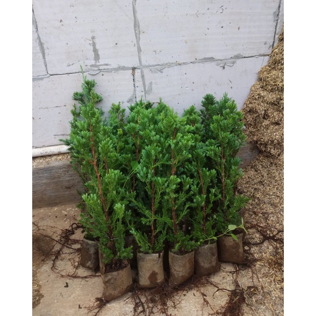 Jual cemara sinensis uk 20cm | Shopee Indonesia