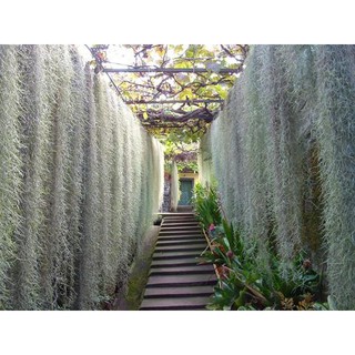 Jual Tanaman jenggot musa thilandsia spanish moss | Shopee Indonesia