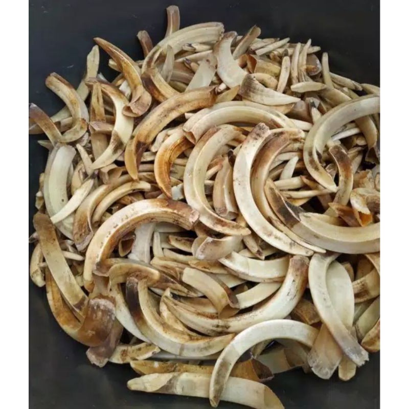 Jual taring babi hutan | Shopee Indonesia