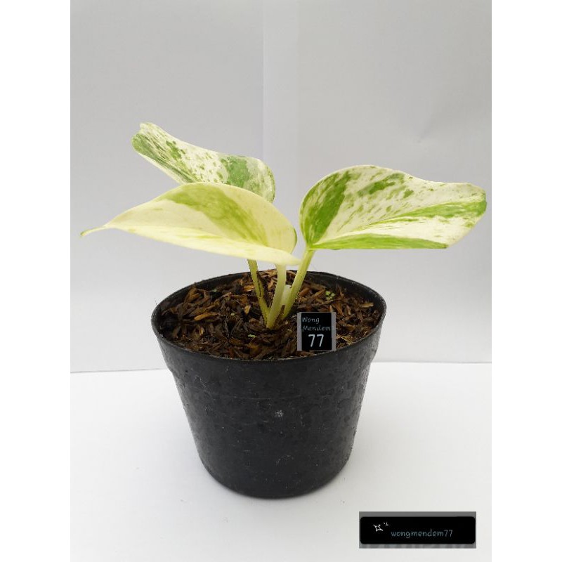 Jual Bunga sirih belanda | Shopee Indonesia