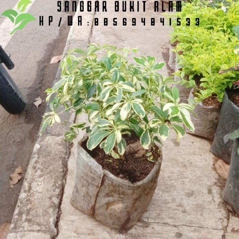 Jual tanaman hias Walisongo variegata / varigata schefflera | Shopee ...